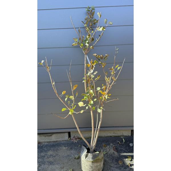 フワフワの花が美しい木♪【送料無料ですので大変お買い得となっております♪】☆商品情報☆シンボルツリーや雑木の庭を彩る植木としても人気急上昇の商品です☆煙が昇る様にフワっとした花が印象的な植木です生け花や切り花でも大活躍の花木です　全長　　約...
