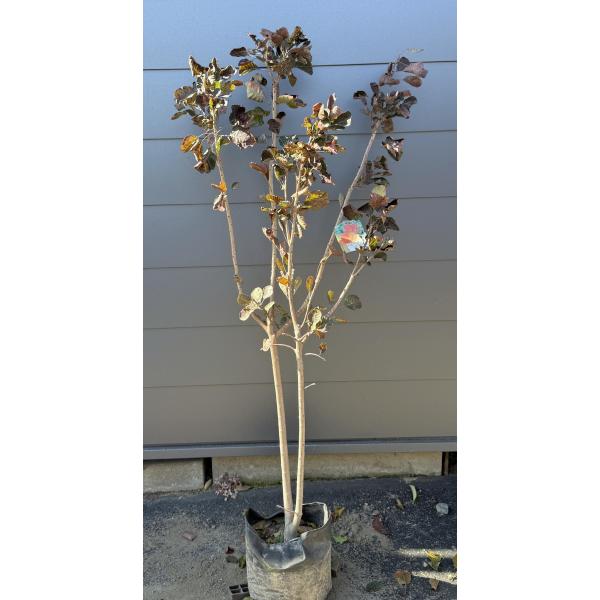 煙の様にフワフワの花が美しい木♪【送料無料ですので大変お買い得となっております♪】☆商品情報☆シンボルツリーや雑木の庭を彩る植木としても人気急上昇の商品です☆煙が昇る様にフワっとした花が印象的な植木です生け花や切り花でも大活躍の花木です　全...