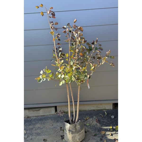 煙の様にフワフワの花が美しい木♪【送料無料ですので大変お買い得となっております♪】☆商品情報☆シンボルツリーや雑木の庭を彩る植木としても人気急上昇の商品です☆煙が昇る様にフワっとした花が印象的な植木です生け花や切り花でも大活躍の花木です　全...