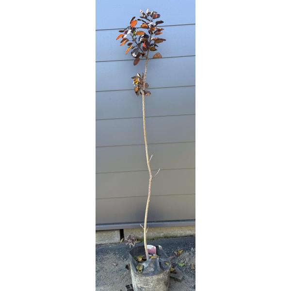 煙の様にフワフワの花が美しい木♪【送料無料ですので大変お買い得となっております♪】☆商品情報☆シンボルツリーや雑木の庭を彩る植木としても人気急上昇の商品です☆煙が昇る様にフワっとした花が印象的な植木です生け花や切り花でも大活躍の花木です　全...