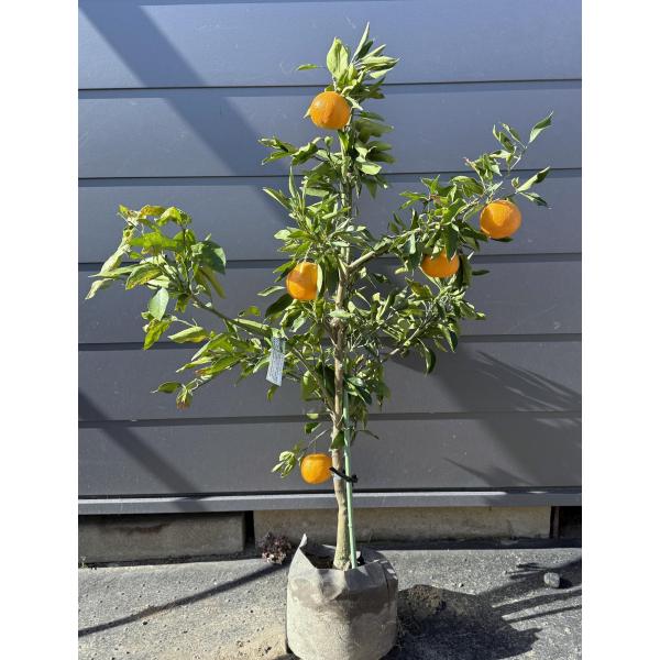 植物版特許の種苗登録されたミカンの品種♪【送料無料でのお届けですので大変お買い得となっております♪】☆商品情報☆大きなミカンの木の苗木です☆はれひめ　は植物版の特許に当たる『種苗登録品種』のミカンで、生産が限られている希少な品種ですオレンジ...