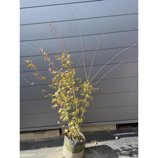 紅葉が美しいイロハモミジ♪【送料込みの価格ですので大変お買い得となっております♪】☆商品情報☆紅葉が大変綺麗で和風の庭にもちろん洋風の庭にも意外と良く合います☆新緑の季節には青々とした葉が風にそよぎサラサラと音を立て、とても涼しさを演出して...