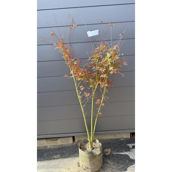 紅葉が美しいイロハモミジ♪【送料込みの価格ですので大変お買い得となっております♪】☆商品情報☆紅葉が大変綺麗で和風の庭にもちろん洋風の庭にも意外と良く合います☆新緑の季節には青々とした葉が風にそよぎサラサラと音を立て、とても涼しさを演出して...