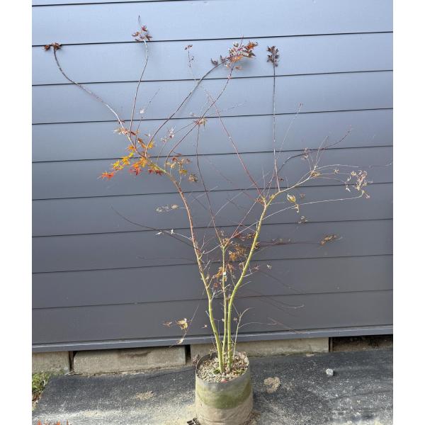 紅葉が美しいイロハモミジ♪【送料込みの価格ですので大変お買い得となっております♪】☆商品情報☆紅葉が大変綺麗で和風の庭にもちろん洋風の庭にも意外と良く合います☆新緑の季節には青々とした葉が風にそよぎサラサラと音を立て、とても涼しさを演出して...