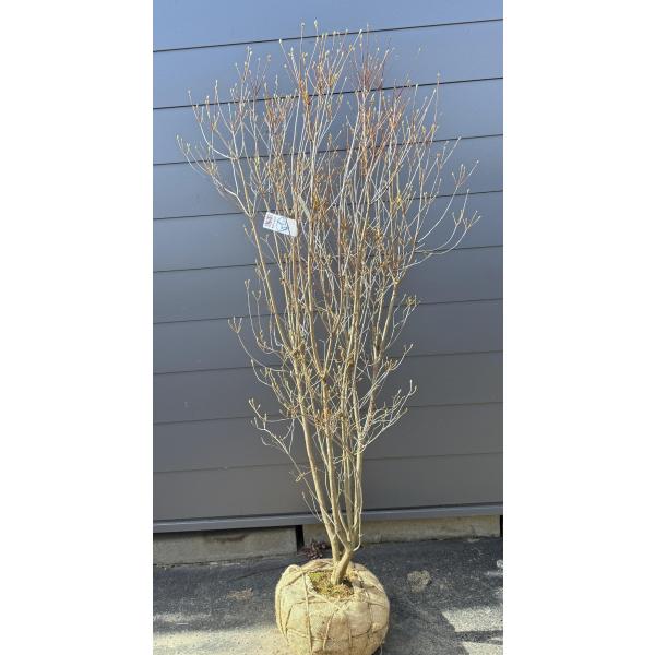 豪華な白花ドウダンツツジ♪【送料込の価格ですので大変お買い得となっております♪】☆商品情報☆白花ドウダンツツジ春の５〜６月に新芽の成長と共に鈴状の花を無数に咲かせ、とても美しいです。個々の花は小さめですが、無数に咲く花が可愛らしい印象を受け...