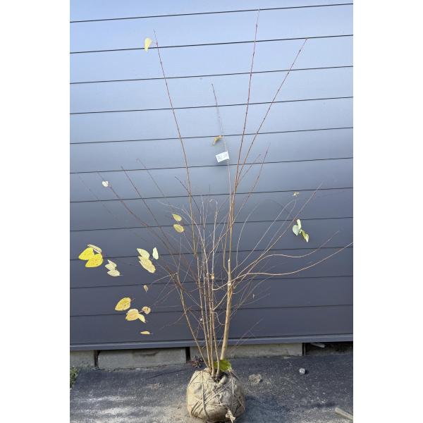 ハート形の葉っぱが可愛い植木です♪【送料無料でのお届けですので大変お買い得となっております♪】☆商品情報☆一点物のカツラの大株立ちです！風格のあるとても豪華な株立ちですよ！ハート形の可愛い葉っぱで生け花や切り花でも活躍します全長　　約２メー...