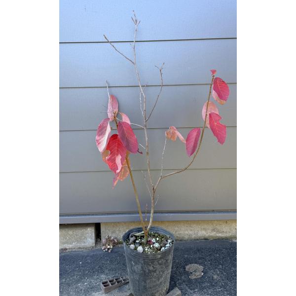 実が大きめで甘いジューンベリー♪バレリーナ♪【送料込みでのお届けですので大変お買い得となっております♪】☆商品情報☆ジューンベリーの中でも実が大きめの品種で甘く食べ応えも抜群です♪花・果実・紅葉と一年を通して楽しめます☆姿も美しい様に株立ち...