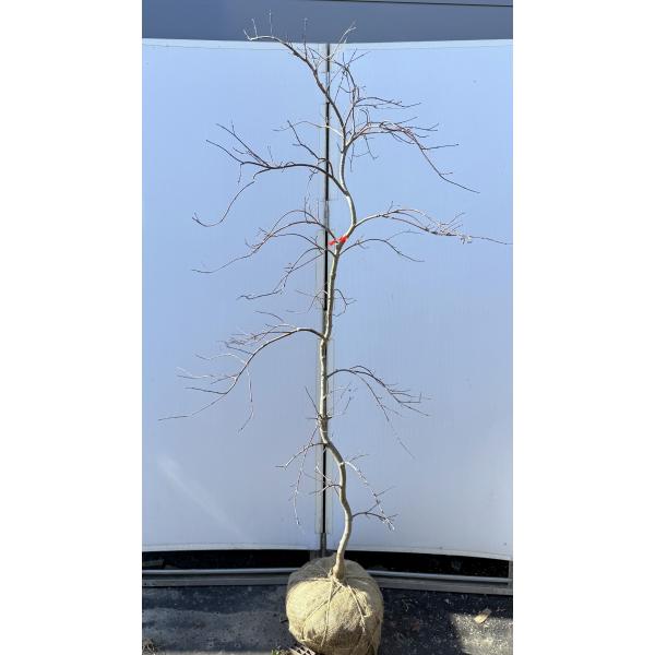 枝垂れた樹形が美しい紅葉のモミジ♪【送料込みでのお届けですので大変お買い得となっております♪】☆商品情報☆モミジの中でも希少な紅しだれ紅葉ですしだれた枝が独特の風情を醸し出す希少なモミジです。新芽がノムラモミジの様な赤紫の葉色で、紅葉の時期...