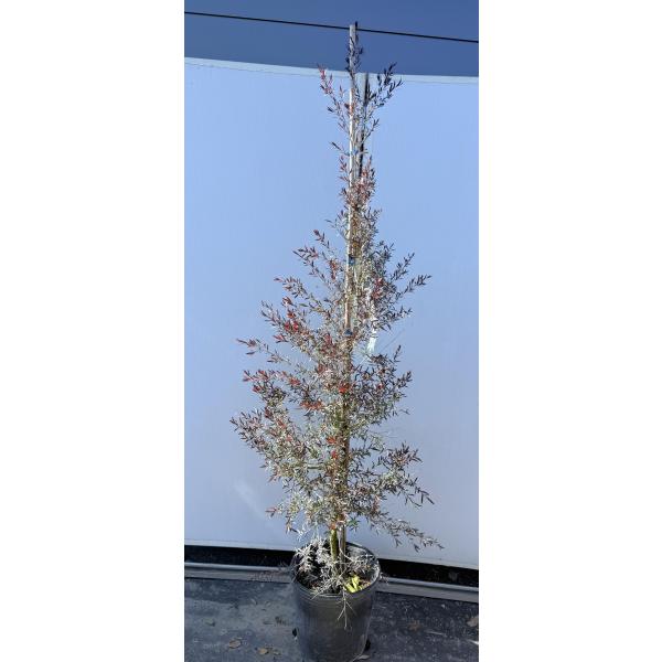 濃い葉色で存在感抜群♪【送料込みでのお届けですので大変お買い得となっております♪】☆商品情報☆ブラックティーツリー『ボルケーノ』です(別名/カッパーグロー)ティーツリーの中でも濃い葉色で、冬には黒っぽい色合いになり存在感抜群の品種です♪ティ...