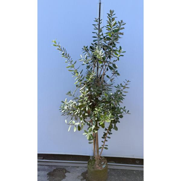 洋風に庭に良く合うフェイジョア♪【送料込みの価格となっておりますので大変お買い得となっております♪】☆商品情報☆春に赤い花を咲かせ、秋に南フルーツの様な香りの良い果実を実らせますクーリッジはフェイジョアの中でも大実の品種です全長　　約1.6...