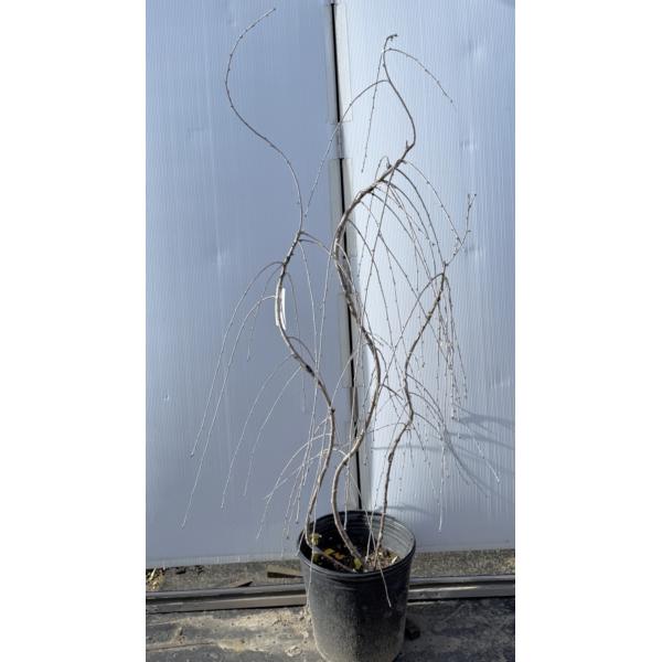 ２色咲きに見える不思議な桜♪【送料無料でのお届けですので大変お買い得となっております♪】☆商品情報☆富士桜の希少な枝垂れタイプです。富士桜の特徴は、初めは白い花が少しずつ色付いて濃いピンク色に変化していく所です。咲きたて若い白い花とピンクに...