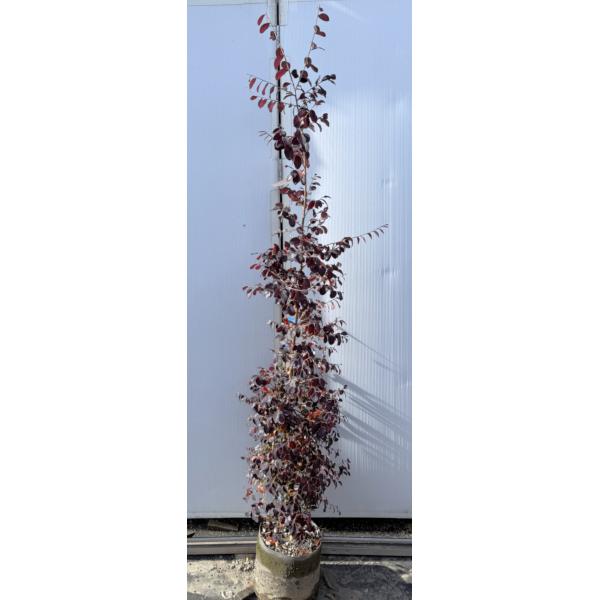 銅葉でピンク花のトキワマンサク♪【送料無料でのお届けですので大変お買い得となっております♪】☆商品情報☆春に樹木を覆いつくす程の花を無数に咲かせます。花自体は小さいですが、その花の数は圧巻です。生垣等にも使われますが、シンボルツリーとして植...