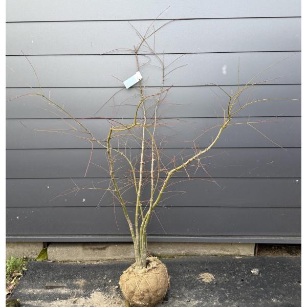 紅葉が美しいイロハモミジ♪【送料込みの価格ですので大変お買い得となっております♪】☆商品情報☆紅葉が大変綺麗で和風の庭にもちろん洋風の庭にも意外と良く合います☆新緑の季節には青々とした葉が風にそよぎサラサラと音を立て、とても涼しさを演出して...