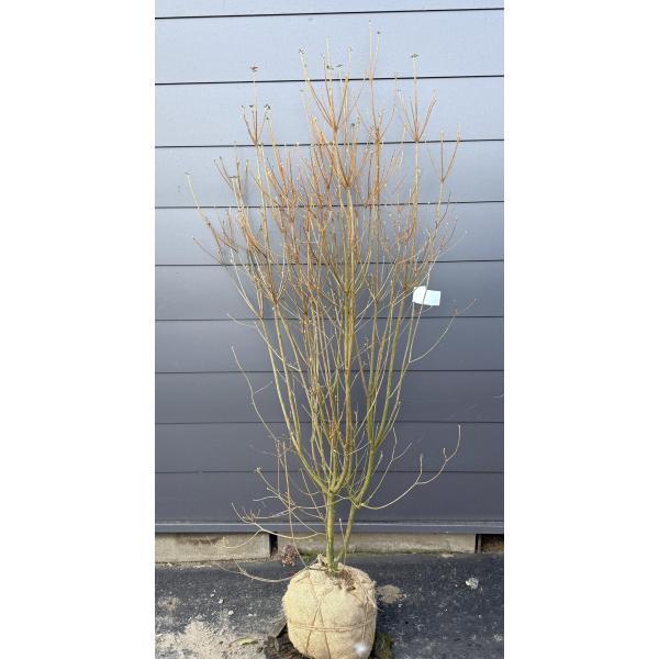 圧巻の花の三つ葉つつじ♪【送料込の価格ですので大変お買い得となっております♪】☆商品情報☆春にピンクと紫の中間の様な独特の色合いの咲く花がとても綺麗な植木です。３〜４月の新芽が出る直前に一斉に咲く花は圧巻です♪和風、洋風どちらの庭にもよく合...