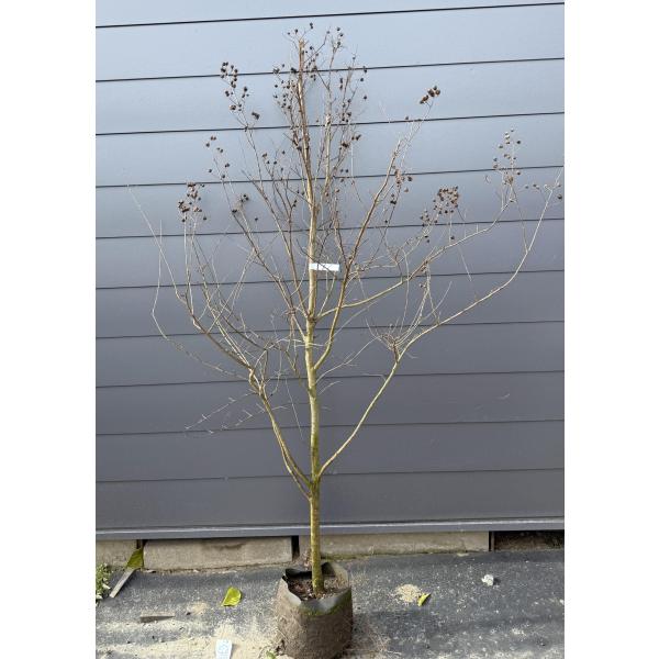 夏に花をたくさん咲かせるサルスベリ♪【送料無料でのお届けですので大変お買い得となっております♪】☆商品情報☆花の少ない真夏に庭を彩ってくれるサルスベリです♪花期が長く『百日紅』と字を当てたほどです。強健で育てやすく初心者でも失敗しにくい植木...