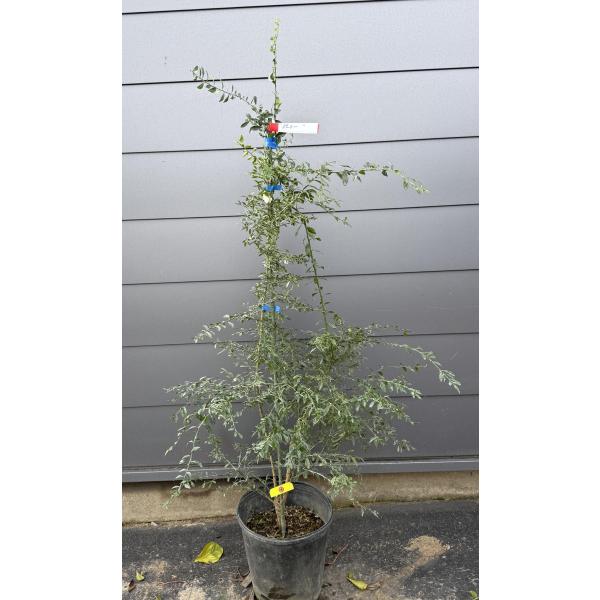 森のキャビアと言われるフィンガーライム♪【送料無料でのお届けですので大変お買い得となっております♪】☆商品情報☆大きなフィンガーライムの木の苗木です♪フィンガーライムは『森のキャビア』と言われる程貴重な果実です☆実を割ると中に小さなプチプチ...