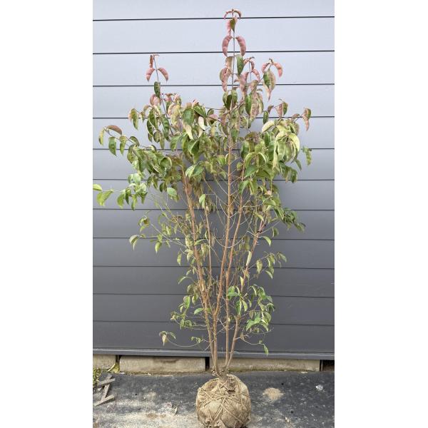 多花品種の常緑ヤマボウシ♪【送料無料でのお届けですので大変お買い得となっております♪】☆商品情報☆常緑ヤマボウシの中でも特に花が多い品種の『月光』です。花が咲き乱れる姿は圧巻ですよ♪『接ぎ木』では無く、『挿し木』で増やしたクローンですので継...