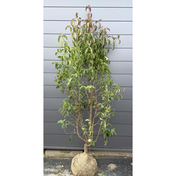 多花品種の常緑ヤマボウシ♪【送料無料でのお届けですので大変お買い得となっております♪】☆商品情報☆常緑ヤマボウシの中でも特に花が多い品種の『月光』です。花が咲き乱れる姿は圧巻ですよ♪『接ぎ木』では無く、『挿し木』で増やしたクローンですので継...