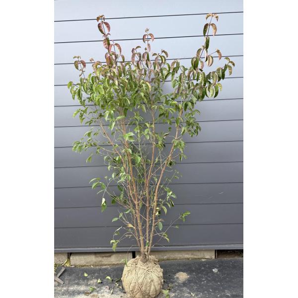 多花品種の常緑ヤマボウシ♪【送料無料でのお届けですので大変お買い得となっております♪】☆商品情報☆常緑ヤマボウシの中でも特に花が多い品種の『月光』です。花が咲き乱れる姿は圧巻ですよ♪『接ぎ木』では無く、『挿し木』で増やしたクローンですので継...