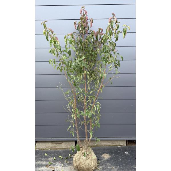 多花品種の常緑ヤマボウシ♪【送料無料でのお届けですので大変お買い得となっております♪】☆商品情報☆常緑ヤマボウシの中でも特に花が多い品種の『月光』です。花が咲き乱れる姿は圧巻ですよ♪『接ぎ木』では無く、『挿し木』で増やしたクローンですので継...