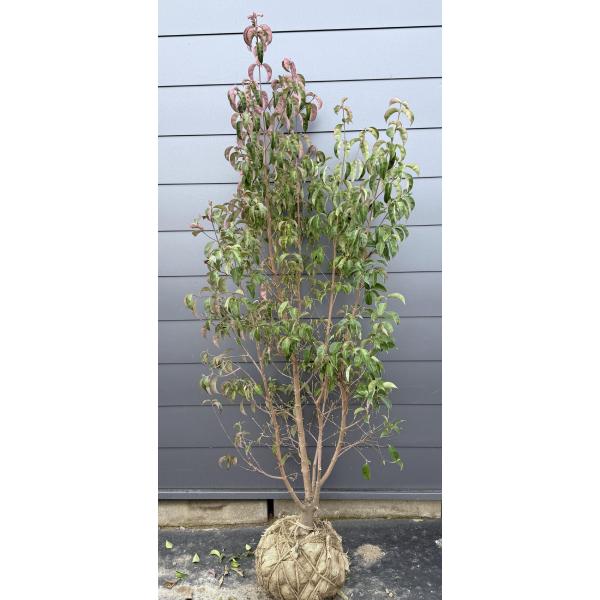 多花品種の常緑ヤマボウシ♪【送料無料でのお届けですので大変お買い得となっております♪】☆商品情報☆常緑ヤマボウシの中でも特に花が多い品種の『月光』です。花が咲き乱れる姿は圧巻ですよ♪『接ぎ木』では無く、『挿し木』で増やしたクローンですので継...