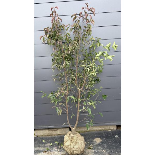 多花品種の常緑ヤマボウシ♪【送料無料でのお届けですので大変お買い得となっております♪】☆商品情報☆常緑ヤマボウシの中でも特に花が多い品種の『月光』です。花が咲き乱れる姿は圧巻ですよ♪『接ぎ木』では無く、『挿し木』で増やしたクローンですので継...