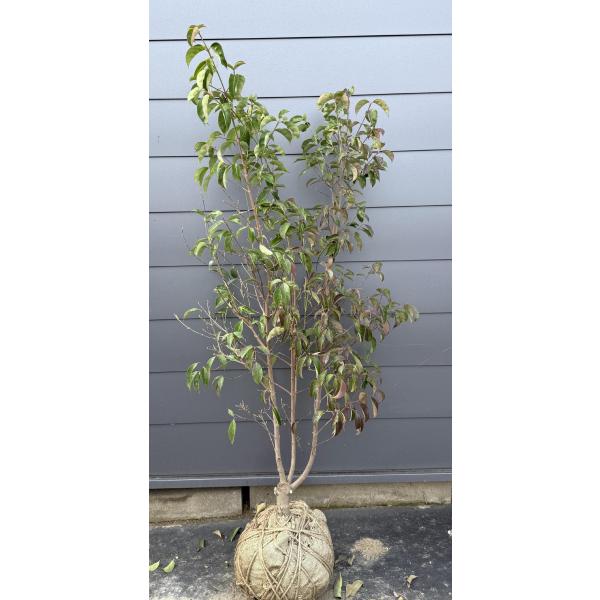 多花品種の常緑ヤマボウシ♪【送料無料でのお届けですので大変お買い得となっております♪】☆商品情報☆常緑ヤマボウシの中でも特に花が多い品種の『月光』です。花が咲き乱れる姿は圧巻ですよ♪『接ぎ木』では無く、『挿し木』で増やしたクローンですので継...