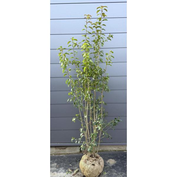 可愛い赤い実が成る木♪【送料無料でのお届けですので大変お買い得となっております♪】☆商品情報☆ソヨゴのとても美樹形な株立ちです♪樹形の良い涼し気な印象の株立ちです！シンボルツリーとしても申し分の無い株立ちですよ。全長　　約２メートル樹高　　...