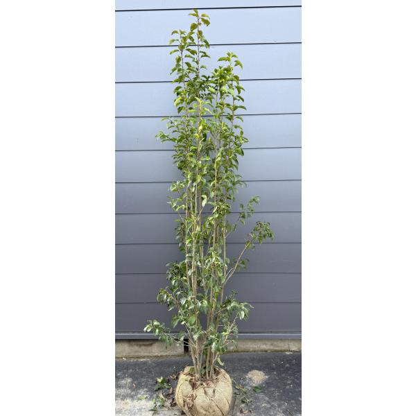 可愛い赤い実が成る木♪【送料無料でのお届けですので大変お買い得となっております♪】☆商品情報☆ソヨゴのとても美樹形な株立ちです♪樹形の良い涼し気な印象の株立ちです！シンボルツリーとしても申し分の無い株立ちですよ。全長　　約２メートル樹高　　...