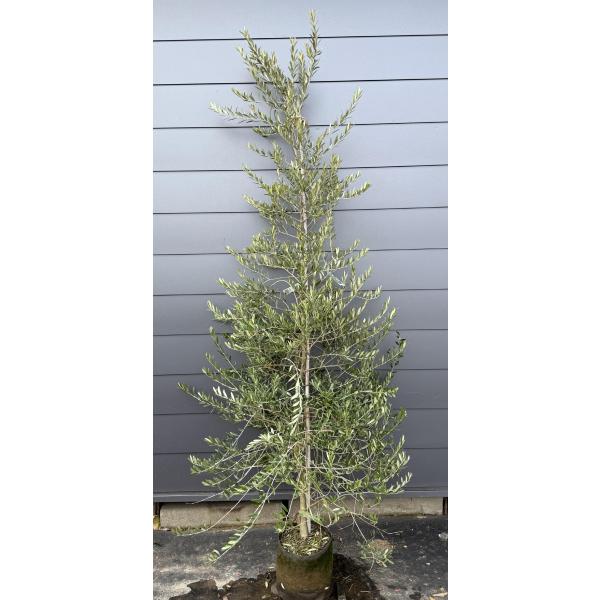 シンボルツリーに最適のオリーブの木♪【送料無料でのお届けですので大変お買い得となっております】☆商品情報☆オリーブの木の中でも希少品種の『アルベキーナ』です☆スペイン原産のオリーブで世界中でも人気が高く、葉が小さく、実か柔らかめで、香りが良...