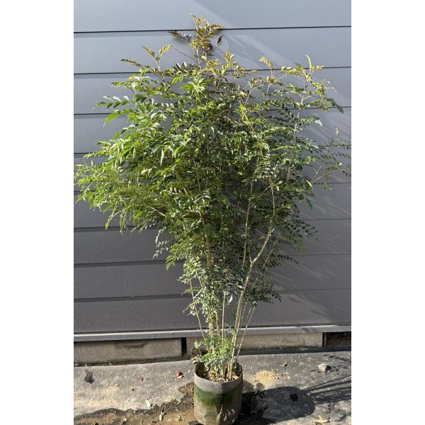 一番人気のシンボルツリー♪【送料無料でのご提供ですので大変お買い得となっております♪】☆商品情報☆シンボルツリーにも最適な美樹形のシマトネリコです♪全長　　約1.7メートル樹高　　約1.5メートル株立ち　６本以上こちらの販売ページは写真の商...