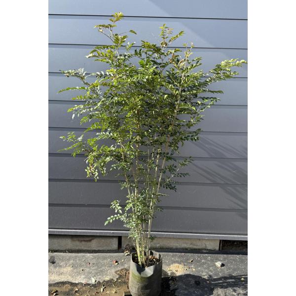 一番人気のシンボルツリー♪【送料無料でのご提供ですので大変お買い得となっております♪】☆商品情報☆シンボルツリーにも最適な美樹形のシマトネリコです♪全長　　約1.6メートル樹高　　約1.4メートル株立ち　６本以上こちらの販売ページは写真の商...