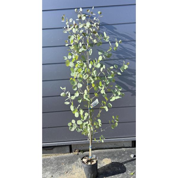 葉っぱが可愛いポポラス♪【送料無料ですので大変お買い得となっております♪】☆商品情報☆シンボルツリーや雑木の庭を彩る植木としても人気の商品です☆丸葉のユーカリで可愛らしい葉っぱが庭を彩ってくれますドライフラワーや生け花、ポプリ等にも使われる...