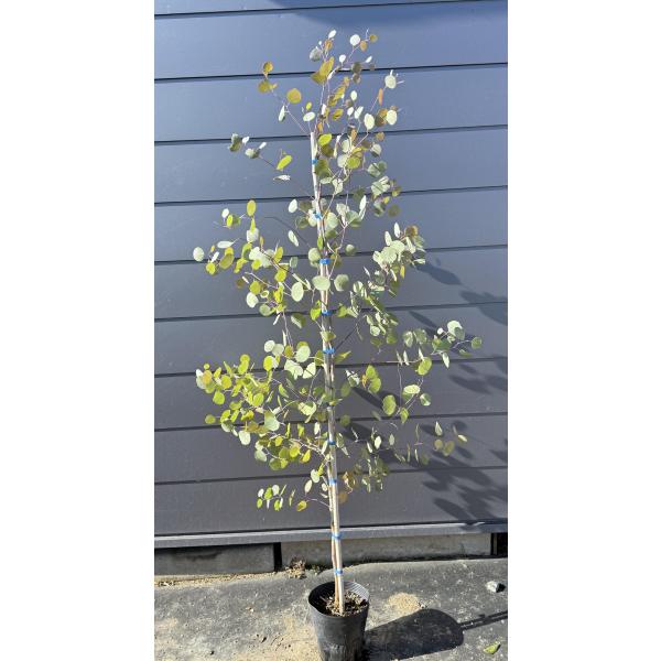 葉っぱが可愛いポポラス♪【送料無料ですので大変お買い得となっております♪】☆商品情報☆シンボルツリーや雑木の庭を彩る植木としても人気の商品です☆丸葉のユーカリで可愛らしい葉っぱが庭を彩ってくれますドライフラワーや生け花、ポプリ等にも使われる...