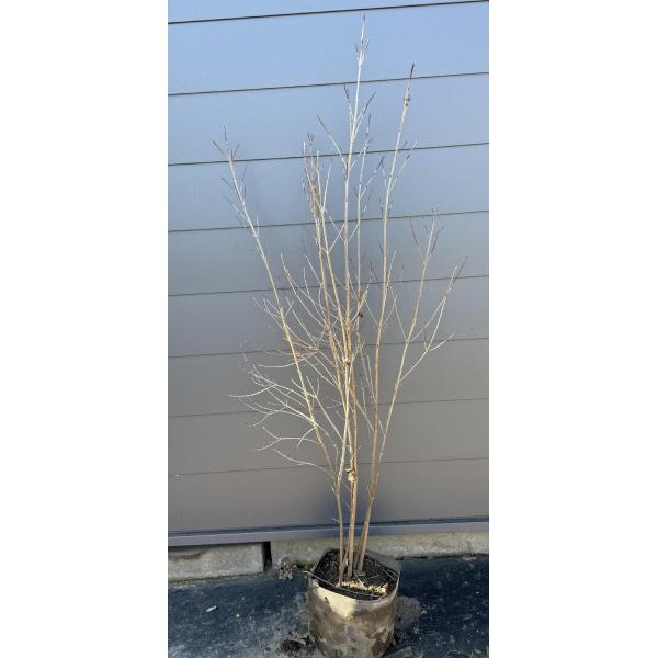 植木の王様！ヤマボウシ♪【送料無料でのお届けですので大変お買い得となっております♪】☆商品情報☆落葉タイプのヤマボウシの株立ちです☆春の白い花がとても美しい植木です花が成長する様に少しづつ大きくなっていきますので花の期間が長く楽しめます♪古...