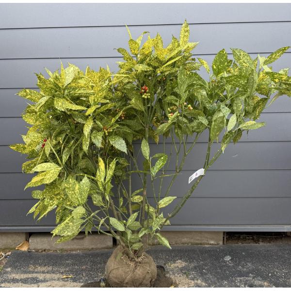 青々とした葉っぱが綺麗なアオキの木♪【送料込の価格ですので大変お買い得となっております♪】☆商品情報☆大きな葉っぱが印象的なアオキ/青木です♪班入りの品種です全長　　約1.4ｍ樹高　　約1.2ｍこちらの販売ページは写真の商品の現品での発送と...