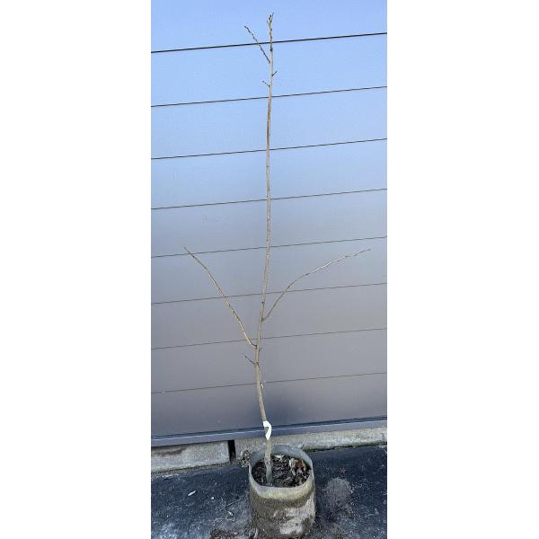 特許を取得した品種の栗の木♪【送料込みでのお届けですので大変お買い得となっております♪】☆商品情報☆大きな栗の木の果樹苗木です！美玖里/みくり　は９月〜10月にかけて収穫できる栗の木です植物版の特許に当たる『種苗登録品種』された最新品種で大...