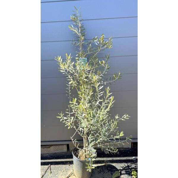 シンボルツリーに人気のオリーブ♪【送料無料でのお届けですので大変お買い得となっております♪】☆商品情報☆人気のオリーブの木の『チプレッシーノ』です☆直立性があり、他のオリーブに比べて枝がすらっと真っすぐ伸びる傾向があります。新芽の葉色が淡く...