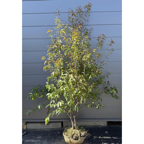 希少品種の常緑エゴノキ♪【送料込の価格ですので大変お買い得となっております♪】☆商品情報☆希少な常緑タイプののエゴノキです♪小さめの葉が涼しげな印象を受けます☆黒っぽい幹で存在感があります全長　　約２メートル程度樹高　　約1.8メートル程度...