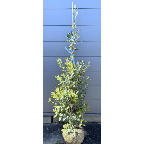 初心者にもお勧めの品種のフェイジョア・ジェミニ♪【送料込みの価格となっておりますので大変お買い得となっております♪】☆商品情報☆フェイジョア・ジェミニ早めに実が成る品種で、香りが高く濃厚な味わいの品種です。１本でも実が成る自家結実性があると...