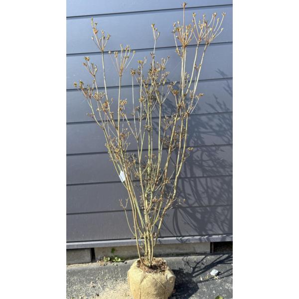 圧巻の花の山ツツジ♪【送料無料でのお届けですので大変お買い得となっております♪】☆商品情報☆ツツジの中でも遅咲きの山ツツジの株立ちです。花が咲き乱れる姿は圧巻です！全長　　約1.5メートル樹高　　約1.3メートル株立ち　４本以上こちらの販売...
