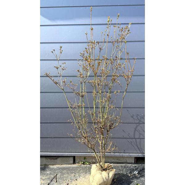圧巻の花の山ツツジ♪【送料無料でのお届けですので大変お買い得となっております♪】☆商品情報☆ツツジの中でも遅咲きの山ツツジの株立ちです。花が咲き乱れる姿は圧巻です！全長　　約1.8メートル樹高　　約1.6メートル株立ち　３本以上こちらの販売...