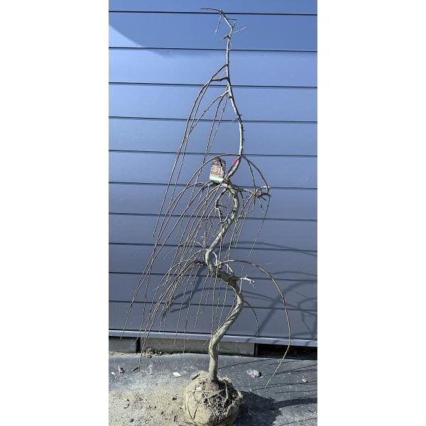 樹形美を楽しめるシダレ梅♪【送料込みでのお届けですので大変お買い得となっております♪】☆商品情報☆職人が長年掛けて仕立てた美樹形のしだれ梅ですしだれ梅でも希少な紅花のシダレ梅です☆全長　約２メートル樹高　約1.8メートルこちらの販売ページは...