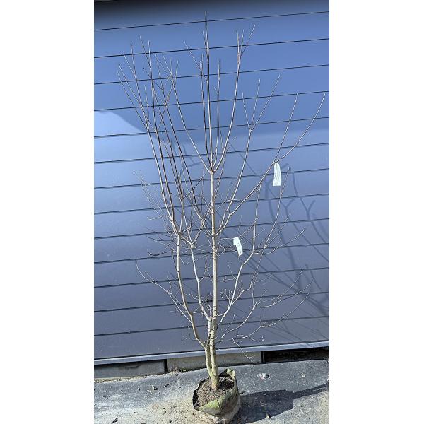 大輪咲きで存在感抜群のハナミズキ♪【送料無料でのお届けですので大変お買い得となっております♪】☆商品情報☆根強い人気のハナミズキです☆白花の中でも大輪咲きで美しいクラウドナインです♪全長　　約2.5メートル樹高　　約2.3メートルこちらの販...