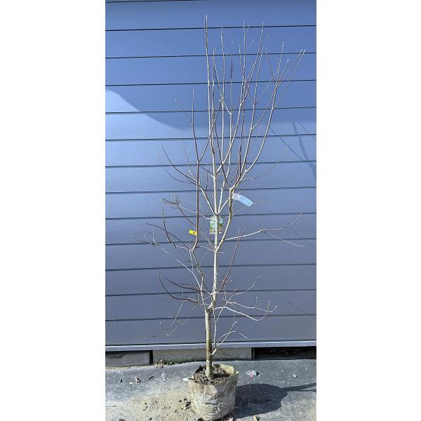 大輪咲きで存在感抜群のハナミズキ♪【送料無料でのお届けですので大変お買い得となっております♪】☆商品情報☆根強い人気のハナミズキです☆白花の中でも大輪咲きで美しいクラウドナインです♪全長　　約2.4メートル樹高　　約2.2メートルこちらの販...