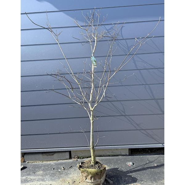 大輪咲きで存在感抜群のハナミズキ♪【送料無料でのお届けですので大変お買い得となっております♪】☆商品情報☆根強い人気のハナミズキです☆白花の中でも大輪咲きで美しいクラウドナインです♪全長　　約1.9メートル樹高　　約1.7メートルこちらの販...