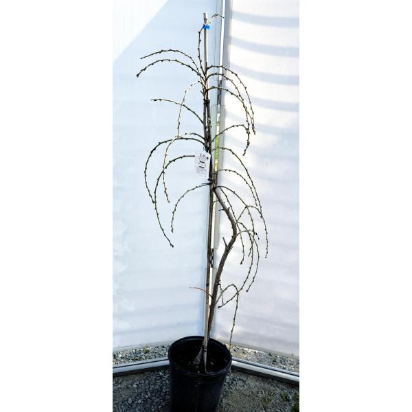 ３色咲きのしだれ花桃♪源平花桃♪【送料無料でのお届けですので大変お買い得となっております♪】☆商品情報☆源平花桃の中でも特に希少なしだれタイプです♪源平花桃は赤、白、紅白混じりの三色が１本の木から咲き誇りその姿は圧巻です。花が綺麗で可愛らし...