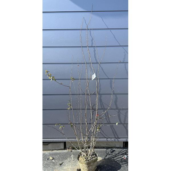 赤い花が圧巻のボケの花♪【送料無料でのお届けですので大変お買い得となっております♪】☆商品情報☆ボケの木の中でも赤花タイプです♪花が咲き乱れる姿は圧巻ですよ全長　　約1.8メートル樹高　　約1.6メートル株立ち　８本以上こちらの販売ページは...