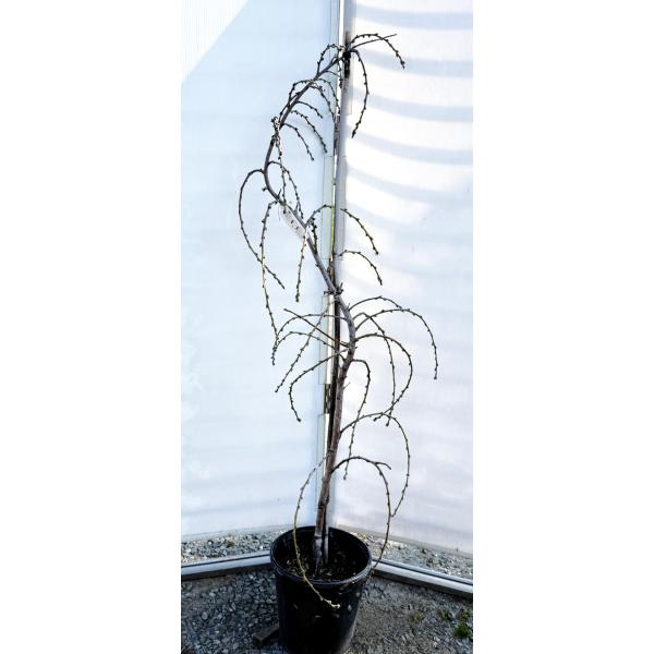 ３色咲きのしだれ花桃♪源平花桃♪【送料無料でのお届けですので大変お買い得となっております♪】☆商品情報☆源平花桃の中でも特に希少なしだれタイプです♪源平花桃は赤、白、紅白混じりの三色が１本の木から咲き誇りその姿は圧巻です。花が綺麗で可愛らし...