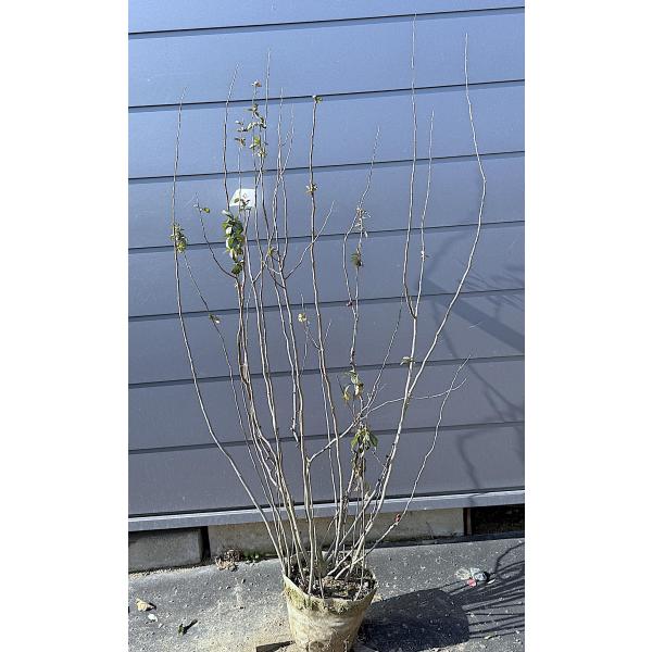 赤い花が圧巻のボケの花♪【送料無料でのお届けですので大変お買い得となっております♪】☆商品情報☆ボケの木の中でも赤花タイプです♪花が咲き乱れる姿は圧巻ですよ全長　　約1.5メートル樹高　　約1.3メートル株立ち　10本以上こちらの販売ページ...